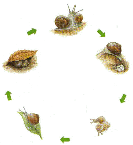Life Cycle Of Snail - (473x501) Png Clipart Download