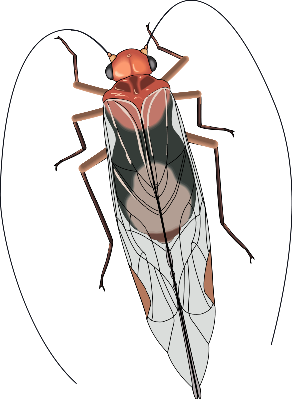 Free Vector Insect - Insect With Long Antennae And Wings - (586x800 ...