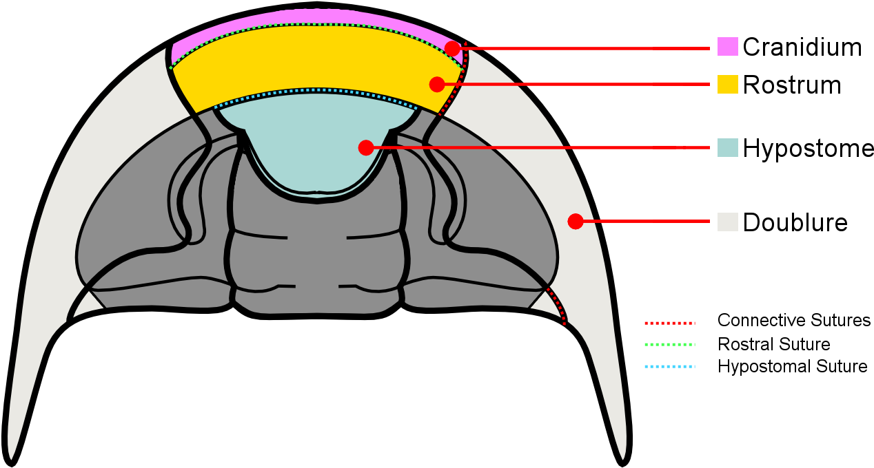Trilobite Cephalon Ventral Anatomy - Trilobite Cephalon - (1367x729 ...