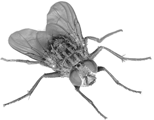 Insect Free Download Png - Flies Png - (900x900) Png Clipart Download