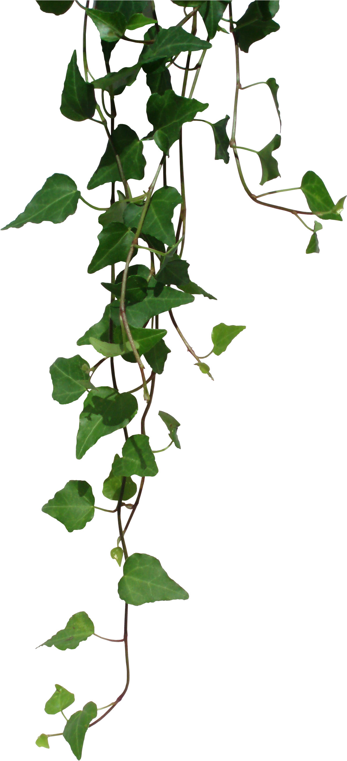 Transparent Vines - Dnd Homebrew Weapons - (1380x2664) Png Clipart Download