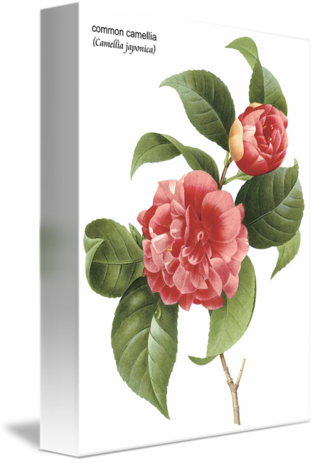 Camellia Flower Png - (440x650) Png Clipart Download