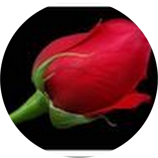 Rose - (512x512) Png Clipart Download