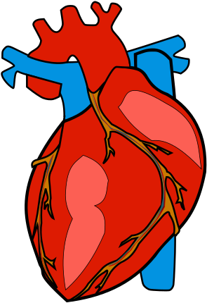 Free Human Heart Clip Art - Clip Art - (356x488) Png Clipart Download