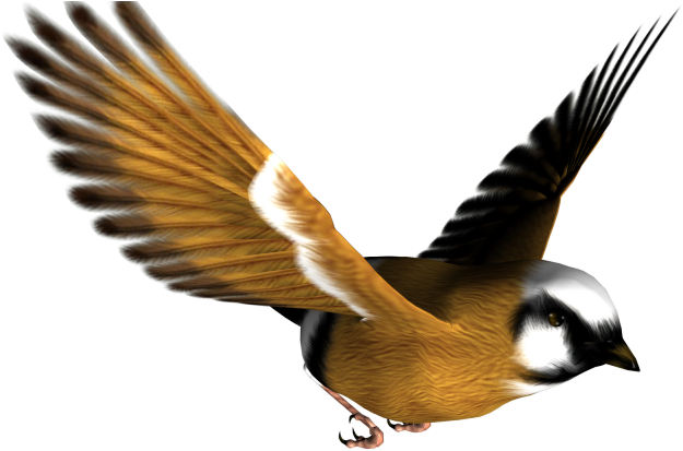 Zoom - Bird Png - (640x420) Png Clipart Download