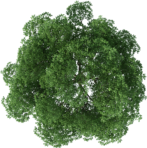 Cây Photoshop - Tree Top View Png - (800x600) Png Clipart Download