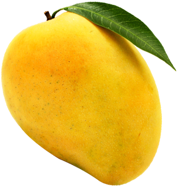 Alphonso Mango Png - (370x397) Png Clipart Download