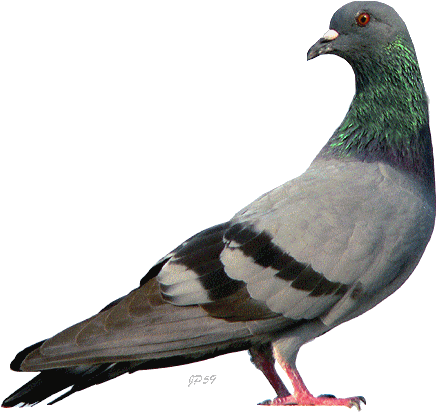 1f43792a - Birds Gif - (605x465) Png Clipart Download