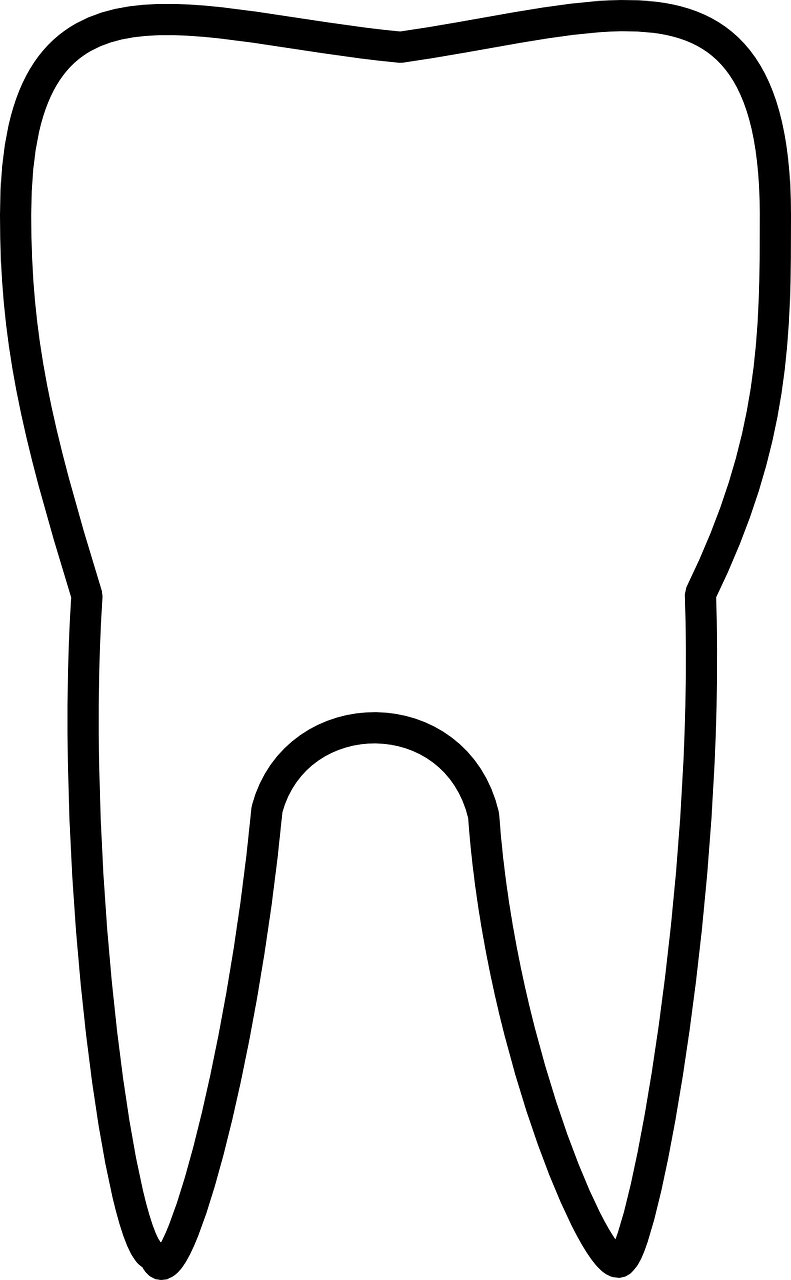 White Tooth Outline Png - (791x1280) Png Clipart Download