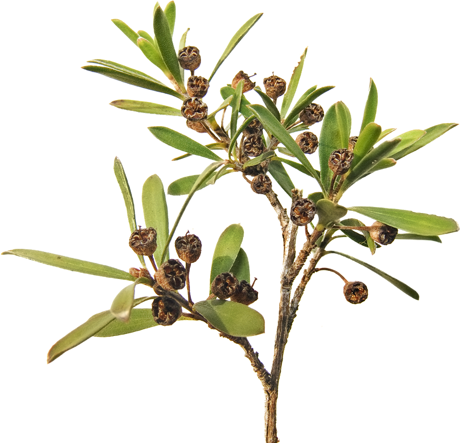 Kunzeatrans - Ti Tree - (1280x960) Png Clipart Download