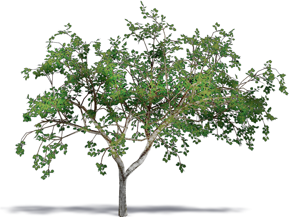Tree - (1000x1000) Png Clipart Download