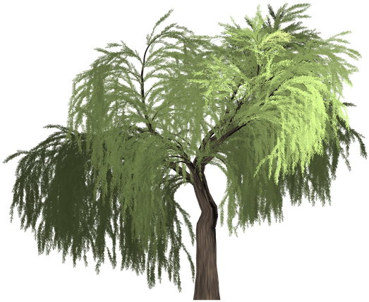 Collection Of Willow Tree Vector - Desert Palm - (720x720) Png Clipart ...