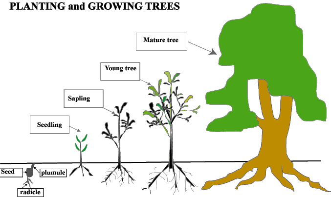 Seed Seedling Sapling Tree - (677x404) Png Clipart Download
