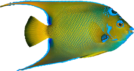 Angel Fish Png - Tropical Fish No Background - (489x272) Png Clipart ...