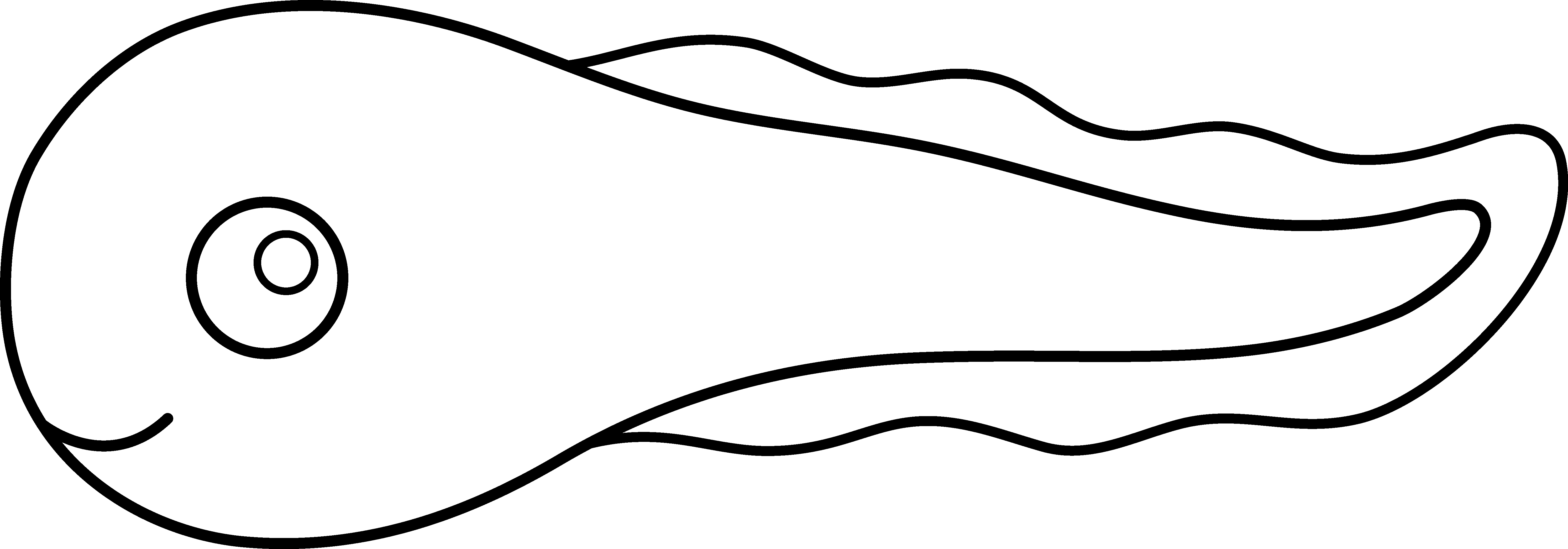 Tadpole Drawing For Kids