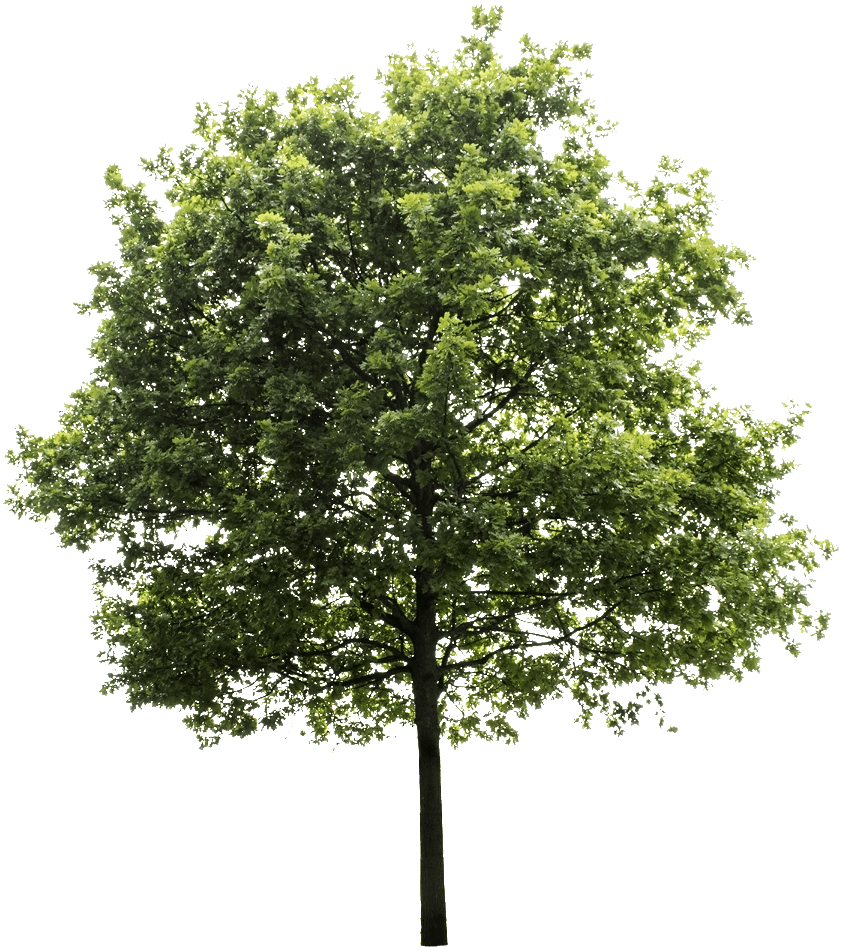 High Quality Png, Transparent Background - Transparent Background Tree ...