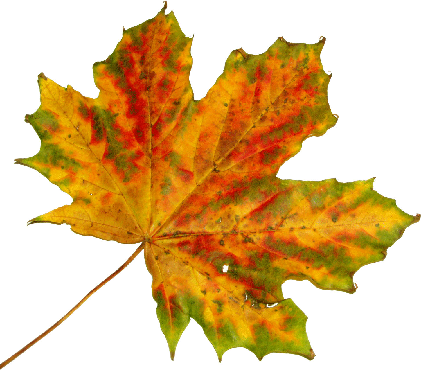 Free Vector Graphic Fall Leaves To Cut Out 1458x1273 Png Clipart 