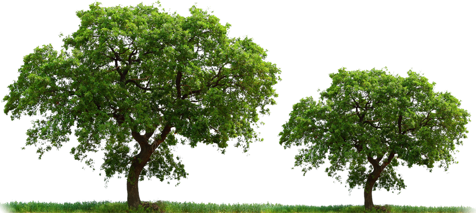 Simple Tree Transparent Background - (940x421) Png Clipart Download