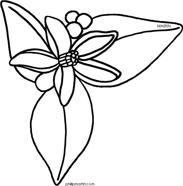 Florida - Clipart - Florida Orange Blossom Drawing - (648x642) Png ...