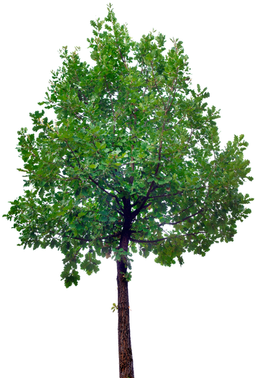 Oak Tree Cutout - Tree Stock - (390x550) Png Clipart Download