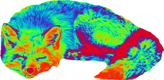 Peace Clipart Tumblr Transparent - Rainbow Frog Gif Transparent ...