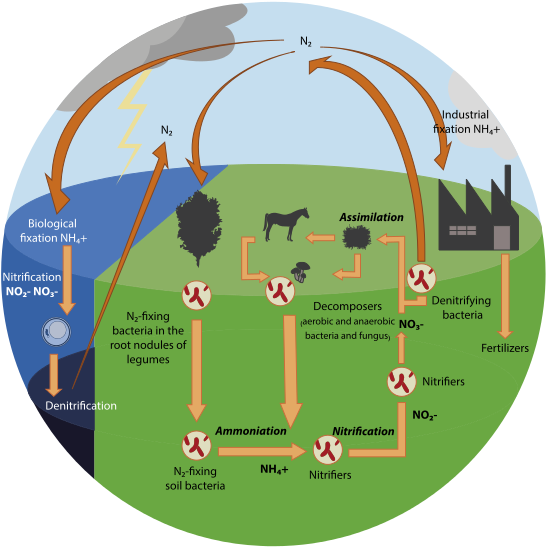 Nitrogen Cycle - Nitrogen Cycle Human Impact - (565x568) Png Clipart ...