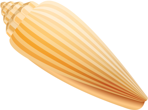 Shell Png Clip Art Best Web Clipart - Carrot - (500x361) Png Clipart ...