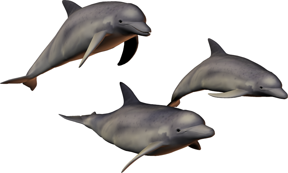 Dolphin Png Transparent Images - Dolphins Transparent Background ...