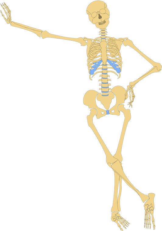 Lean Skeleton - Human Skeleton Outline - (541x768) Png Clipart Download