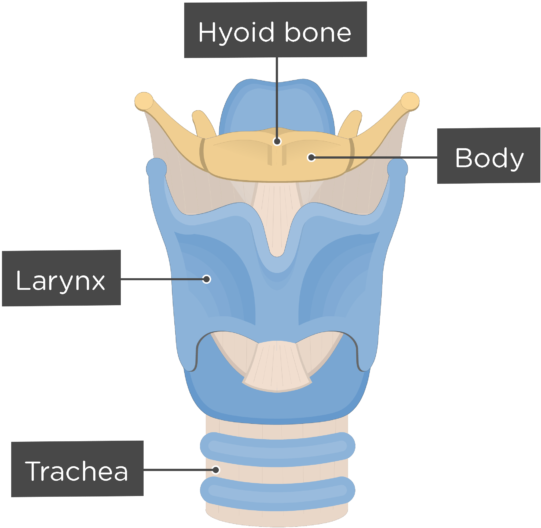 Body Of Hyoid Bone Anterior View - Hyoid Bone Png - (679x550) Png ...