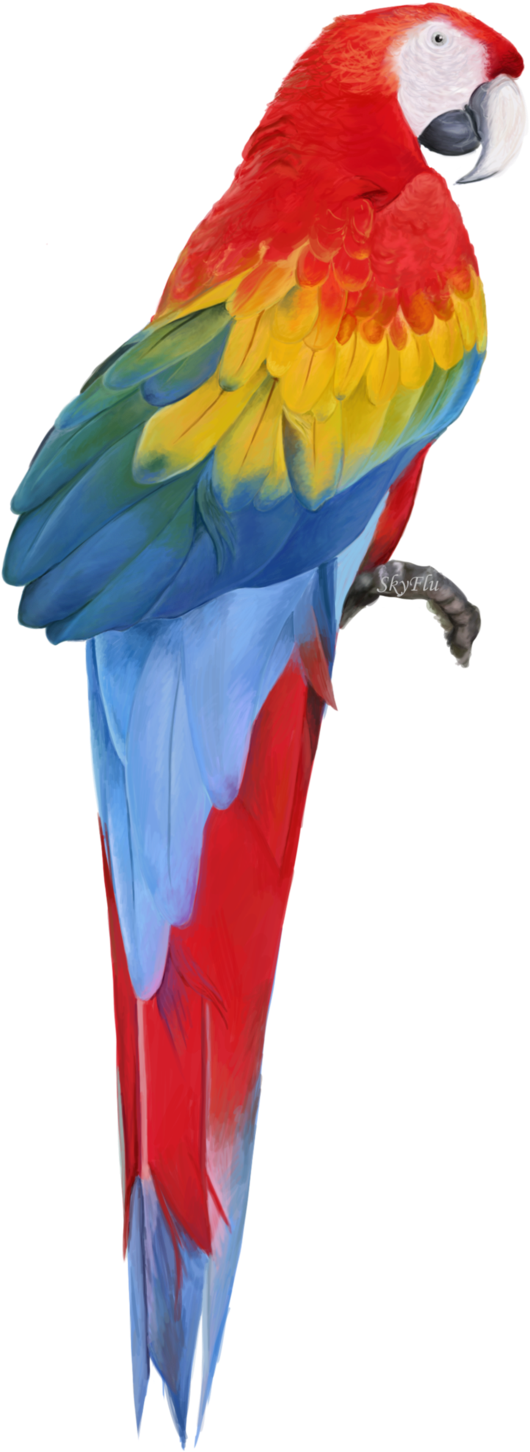 Scarlet Macaw Clipart Transparent - Macaw Png - (550x1451) Png Clipart ...