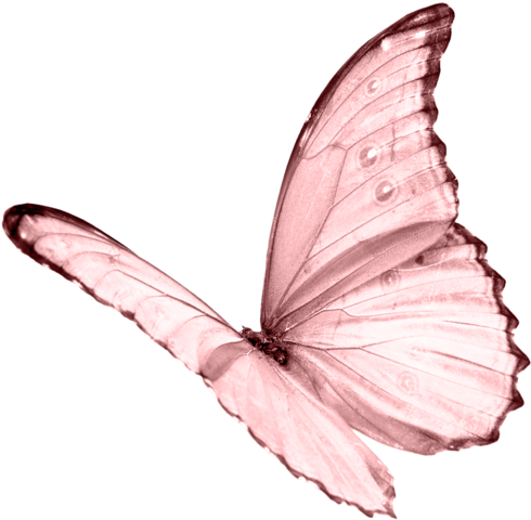 Butterfly Png Pic - White Butterfly No Background - (500x488) Png ...