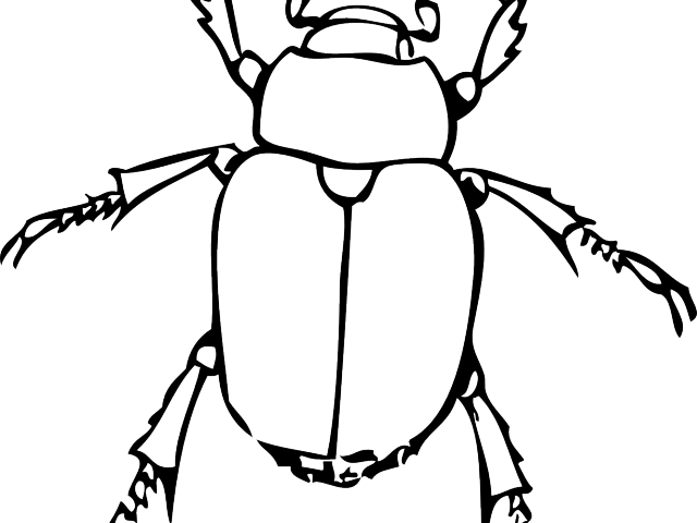 Insect Clipart Black And White - Bug Line Drawing - Full Size PNG ...