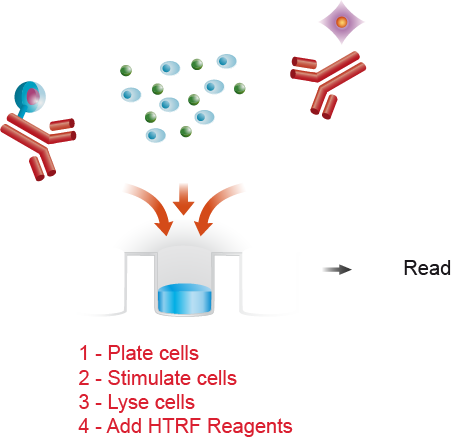 A Single Plate - Diagram - (452x440) Png Clipart Download
