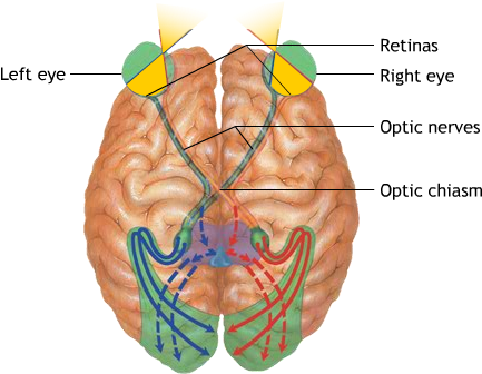 Main Pathwaysecond Pathway - Diagram - (440x336) Png Clipart Download