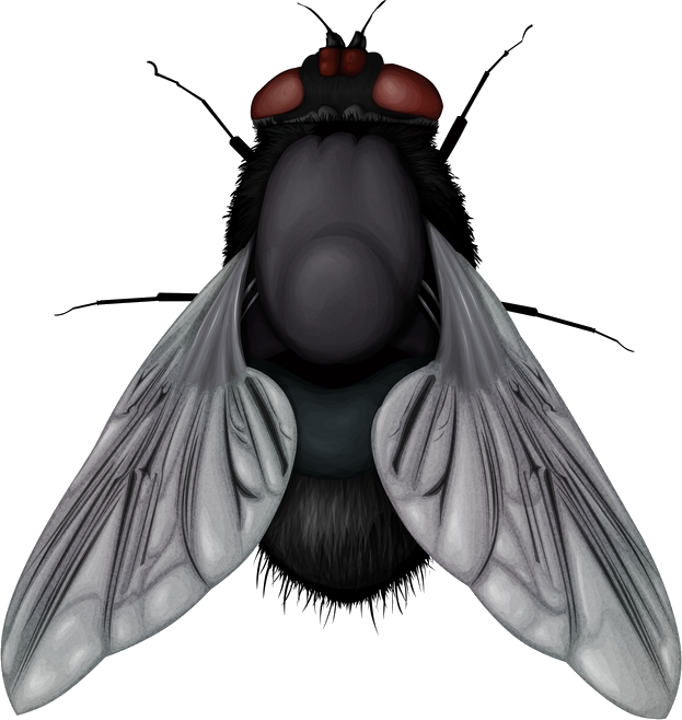 Fly Png Image - Fly Vector Png - (623x658) Png Clipart Download