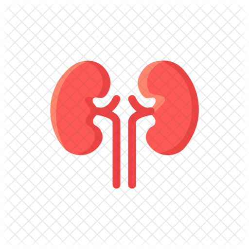 Kidney, Organ, Health, Medical, Renal, Kidnies Icon - Kidney Icon Red ...