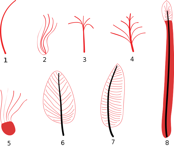 Feather Stages Diagram - Evolution Of Feathers - (685x578) Png Clipart ...