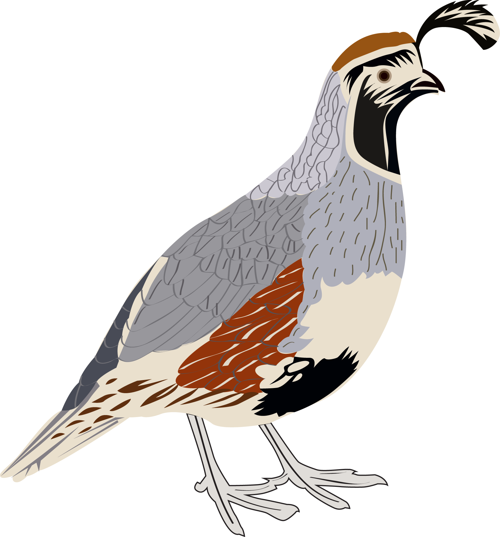 Gambels Quail Sticker - Arizona Quail - (1753x1885) Png Clipart Download