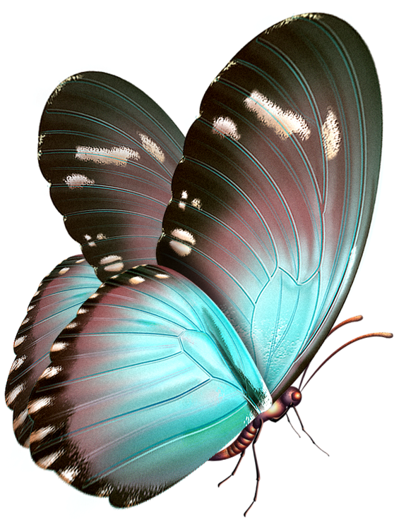Free Gif Teal Butterfly Transparent Background - (637x800) Png Clipart ...
