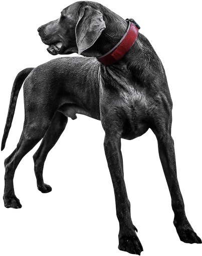 Free Png Black Labrador Png Images Transparent - Transparent Png Images ...