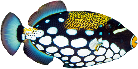 Clown Triggerfish - Reef Trigger Fish Png - (560x250) Png Clipart Download