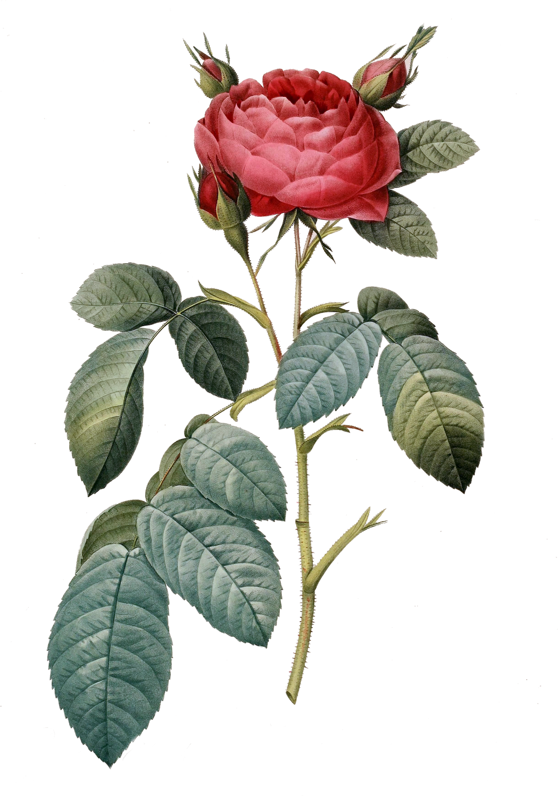 Vintage Flower Clipart Old - Vintage Flower Graphic Png - (1112x1600 ...