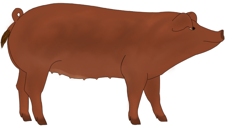 Duroc Pig Cartoon - Duroc Pig Drawing - (900x900) Png Clipart Download