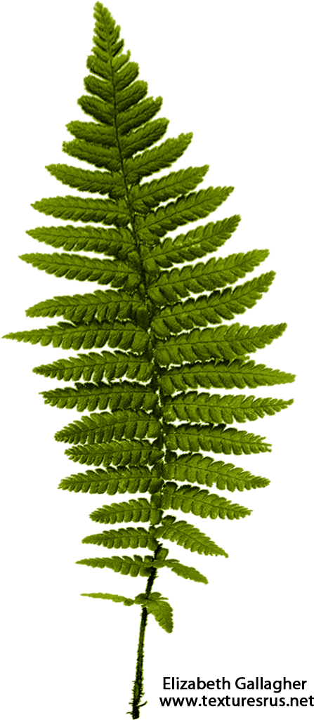 Png File Ferns Image - Fern With No Background - (512x1024) Png Clipart ...