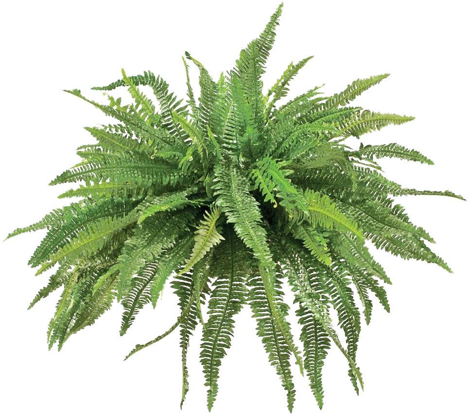 Transparent Fern Png - (1000x889) Png Clipart Download
