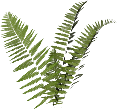 Editing, Nature, And Plant Image - Fern Transparent Background ...