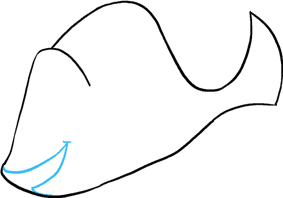 How To Draw Dory - Coral Reef Fish - (678x600) Png Clipart Download