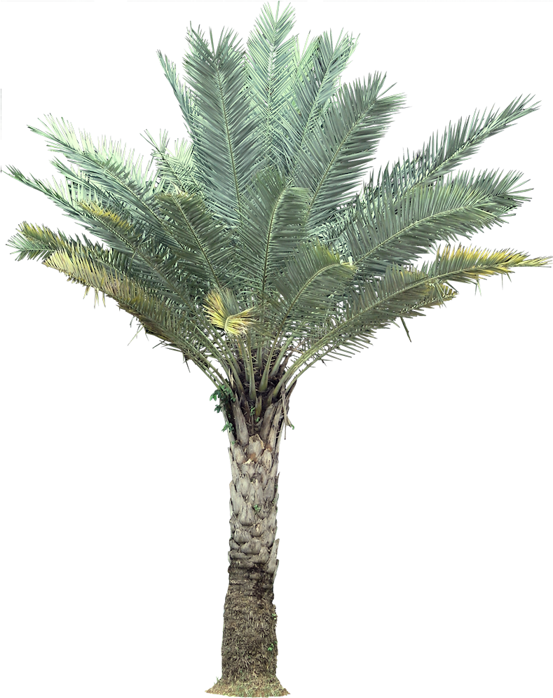 Palm India Date Palm Wild Date Palm Sylvester Date - Palm Trees ...