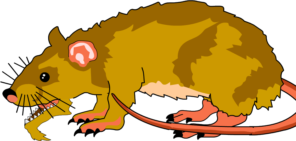 Huge Rat - Huge Rat - (1013x501) Png Clipart Download